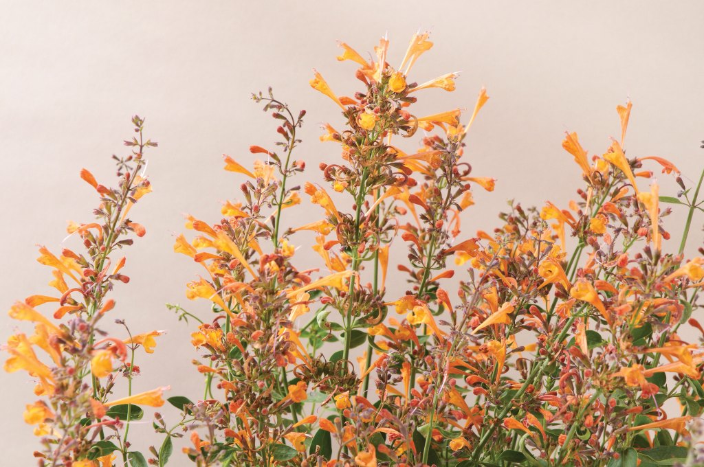 AGASTACHE aurantiaca 'Tango' - Aris Horticulture Inc.
