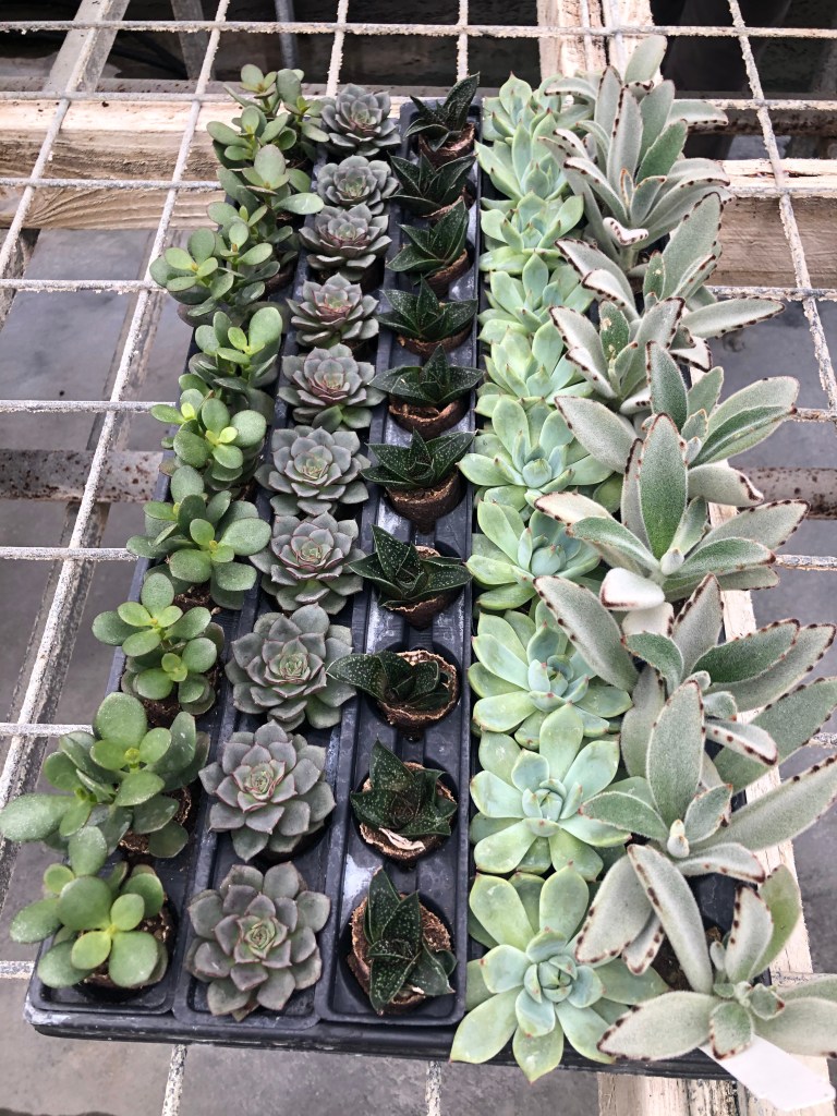Succulent Trays - Amazing & Appealing - Aris Horticulture Inc.